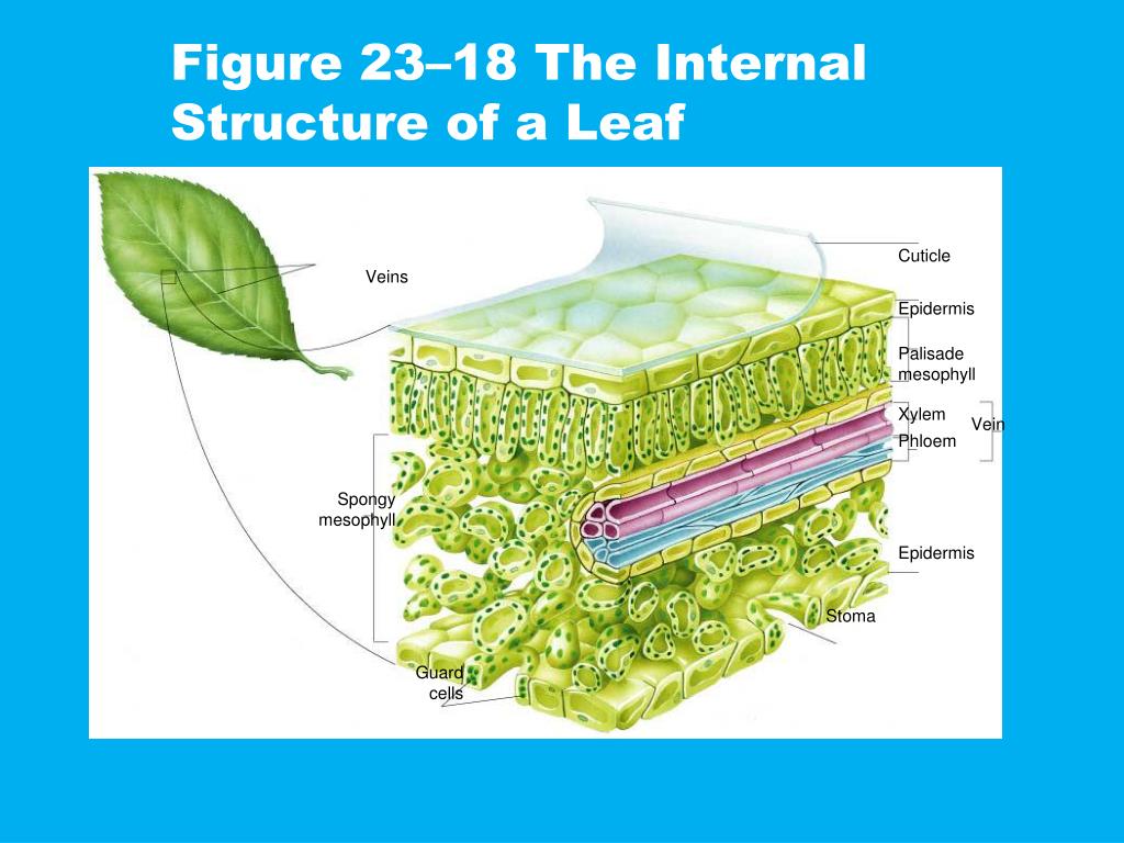Internal Structure Of A Leaf Quality Guaranteed | www ... Internal Structure Of A Leaf Quality Guaranteed | www ...