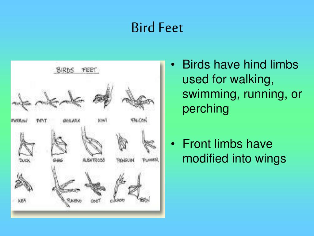 PPT - Birds By Michelle Anderson and Carly Poesch PowerPoint ...