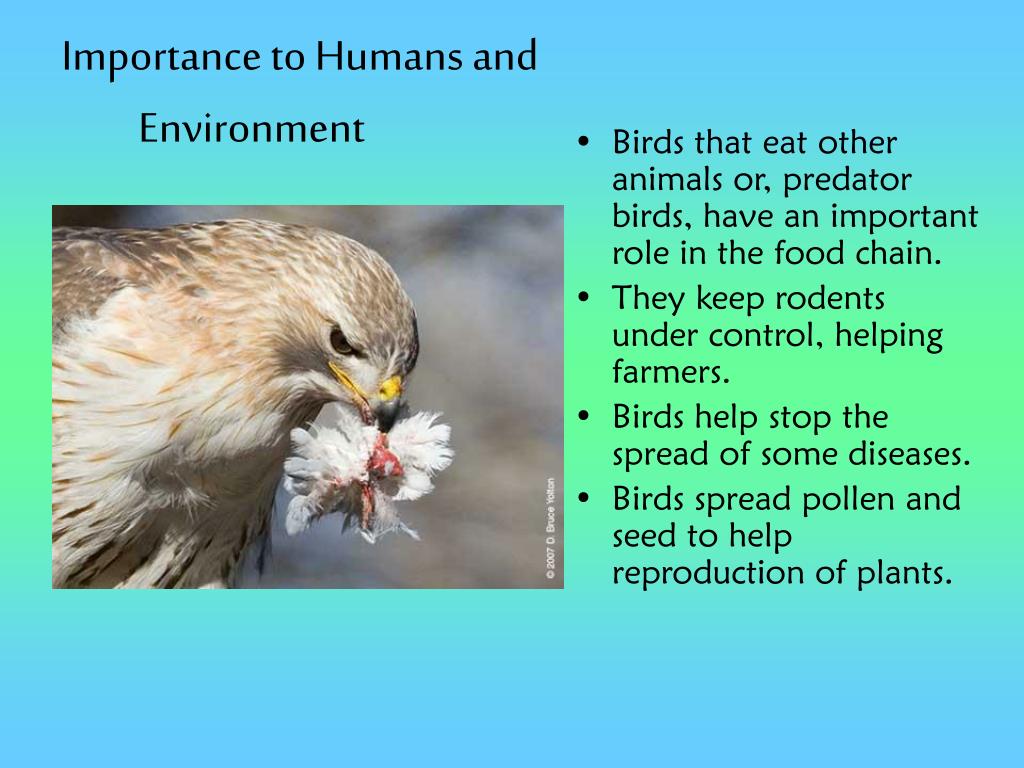 PPT - Birds By Michelle Anderson and Carly Poesch PowerPoint ...
