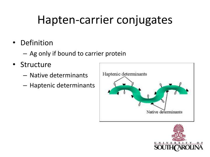 PPT - Antigens PowerPoint Presentation - ID:2994962
