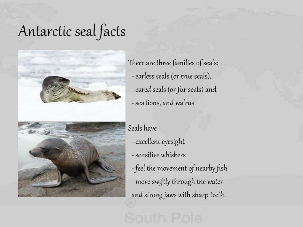 PPT - Animals of the Antarctica by Cameron Mayes PowerPoint ...