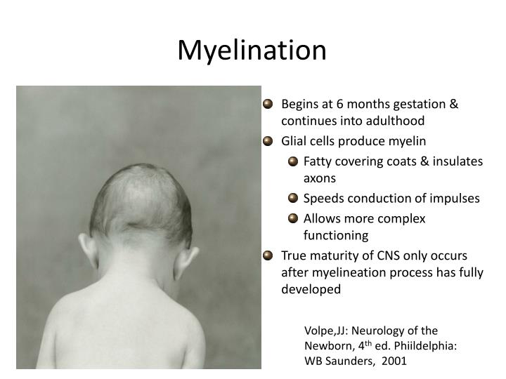 PPT - Early Brain development PowerPoint Presentation - ID:2995862