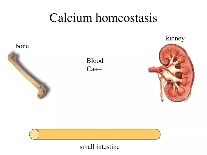 PPT - Calcium homeostasis PowerPoint Presentation, free download - ID ...