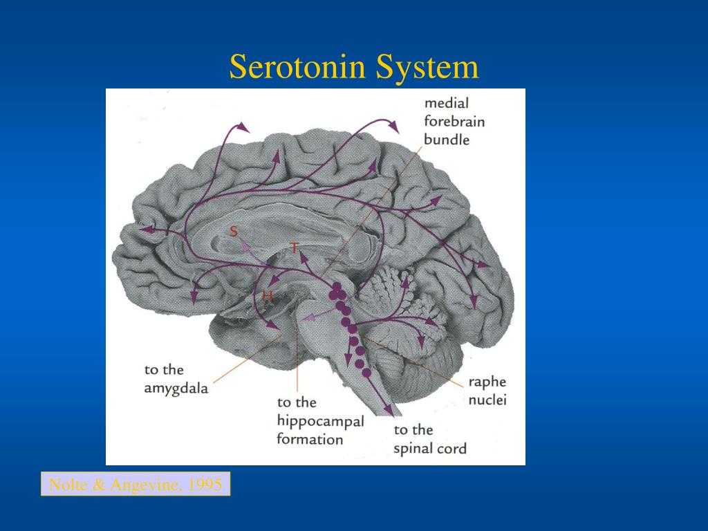 PPT - Psychopharmacology in autism: Fifteen Years of Progress, Long Way ...