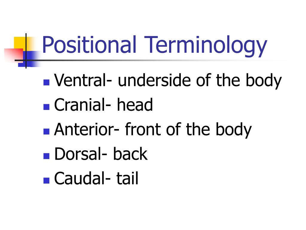 PPT - The Small Animal Care Industry- Part II PowerPoint Presentation ...