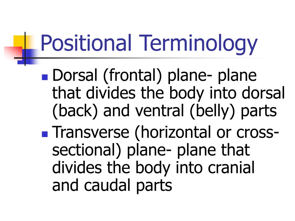 PPT - The Small Animal Care Industry- Part II PowerPoint Presentation ...