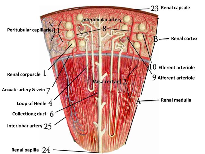 PPT - Renal capsule PowerPoint Presentation - ID:2998332