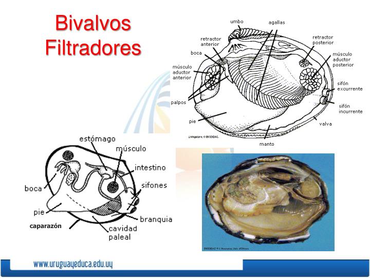 PPT - Phylum Mollusca PowerPoint Presentation - ID:2998588