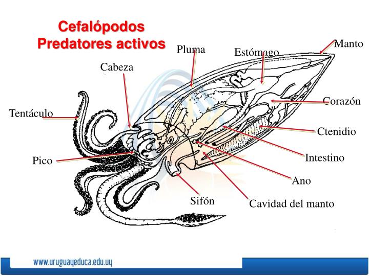 PPT - Phylum Mollusca PowerPoint Presentation - ID:2998588