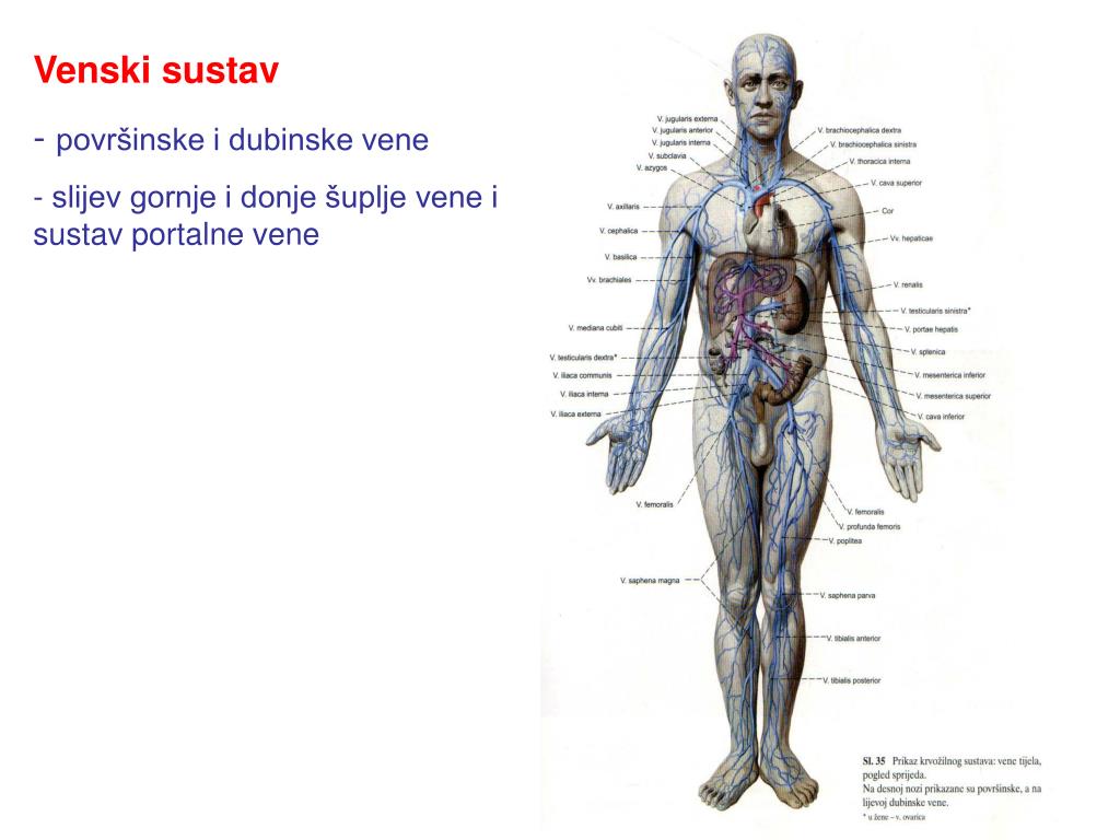 PPT - Srčanožilni (kardiovaskularni) sustav PowerPoint Presentation ...