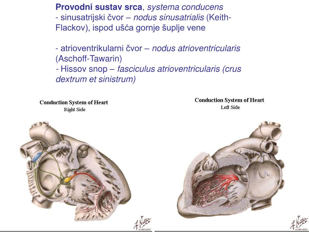 PPT - Srčanožilni (kardiovaskularni) sustav PowerPoint Presentation ...