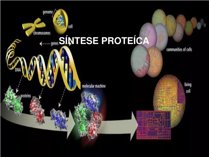 PPT - SÍNTESE DE PROTEÍNAS PowerPoint Presentation, free download - ID ...