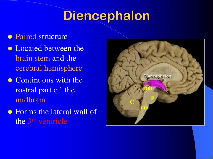 PPT - DIENCEPHALON PowerPoint Presentation - ID:2999935