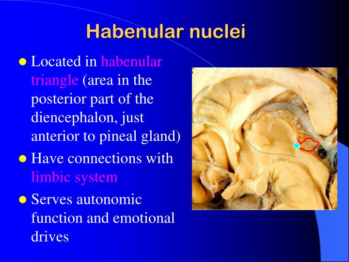 PPT - DIENCEPHALON PowerPoint Presentation - ID:2999935