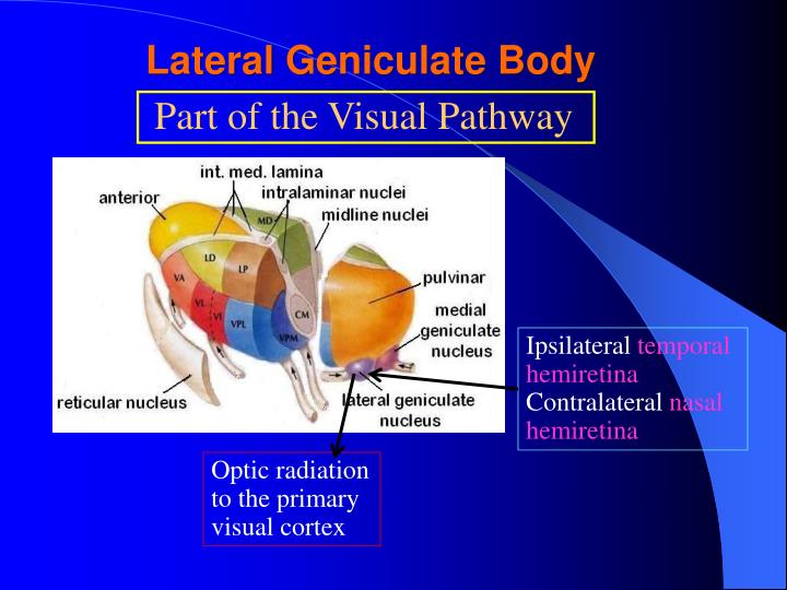PPT - DIENCEPHALON PowerPoint Presentation - ID:2999935