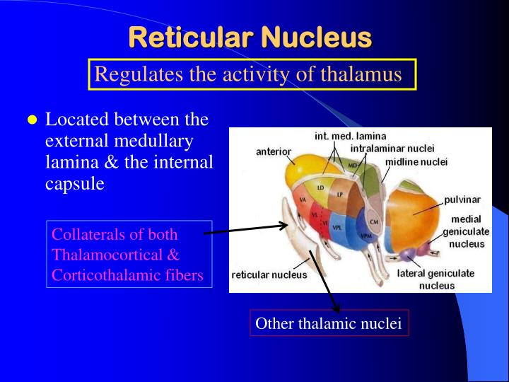 PPT - DIENCEPHALON PowerPoint Presentation - ID:2999935