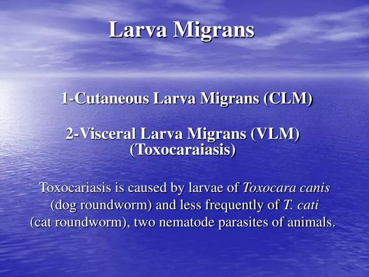 PPT - Larva Migrans PowerPoint Presentation, free download - ID:3000123