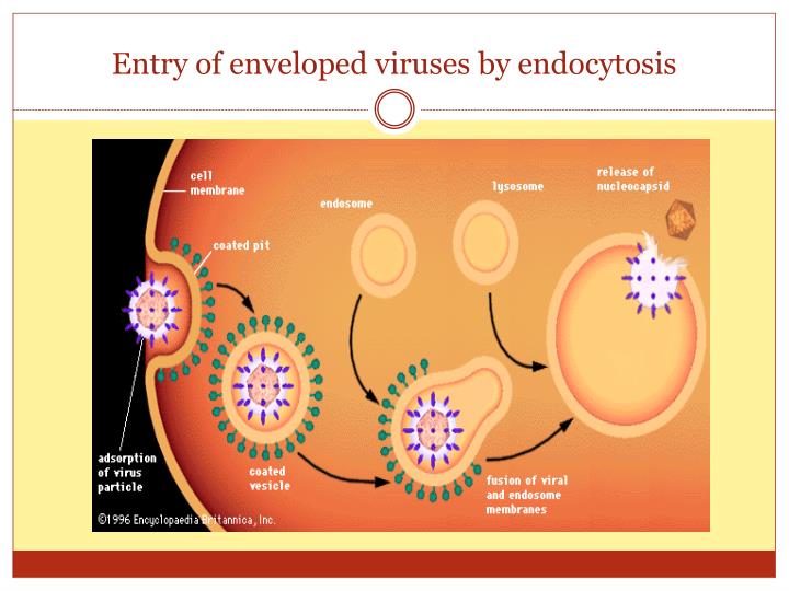 PPT - General structure and classification of viruses PowerPoint ...