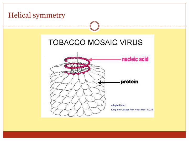 PPT - General structure and classification of viruses PowerPoint ...