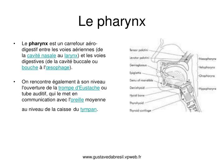 PPT - Le larynx PowerPoint Presentation - ID:3000477