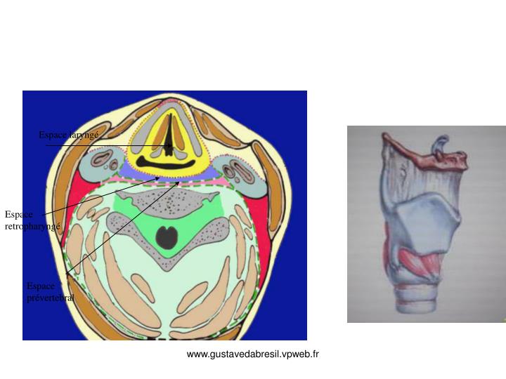 PPT - Le larynx PowerPoint Presentation - ID:3000477