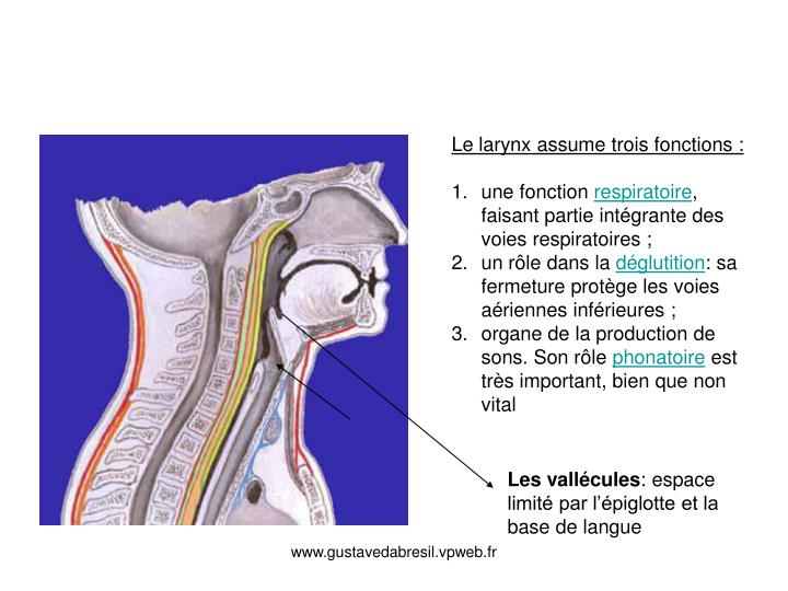 PPT - Le larynx PowerPoint Presentation - ID:3000477