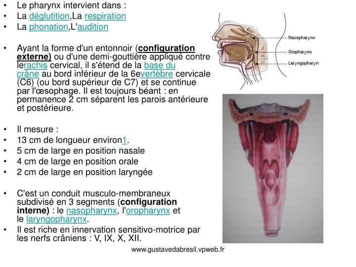 PPT - Le larynx PowerPoint Presentation - ID:3000477
