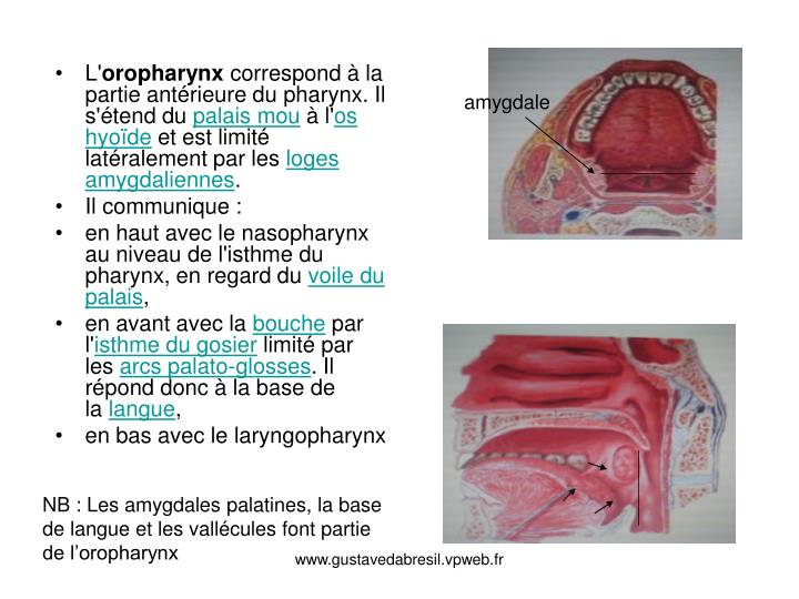 PPT - Le larynx PowerPoint Presentation - ID:3000477