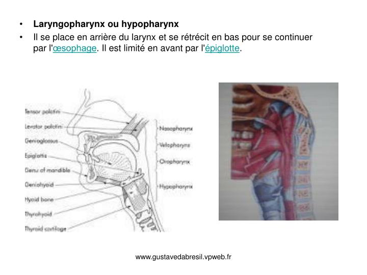 PPT - Le larynx PowerPoint Presentation - ID:3000477