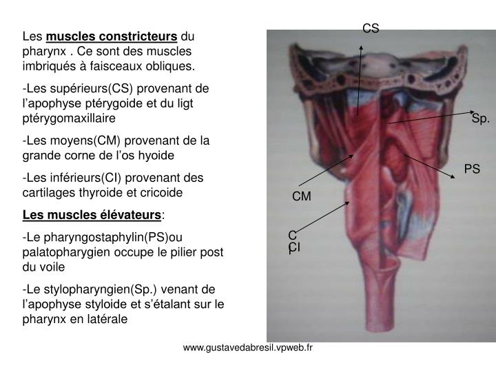 PPT - Le larynx PowerPoint Presentation - ID:3000477