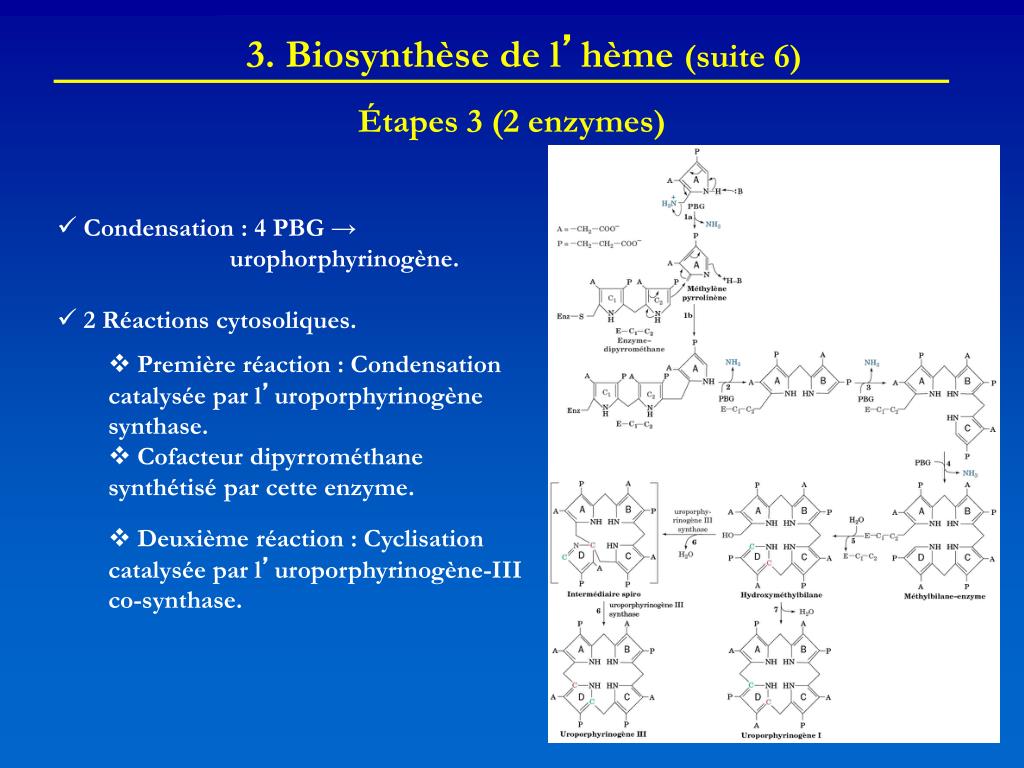 PPT - BCM 1502 Métabolisme I 25 avril 2013 Biosynthèse et dégradation ...