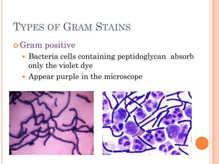 PPT - Gram Staining Discussion PowerPoint Presentation - ID:3000576