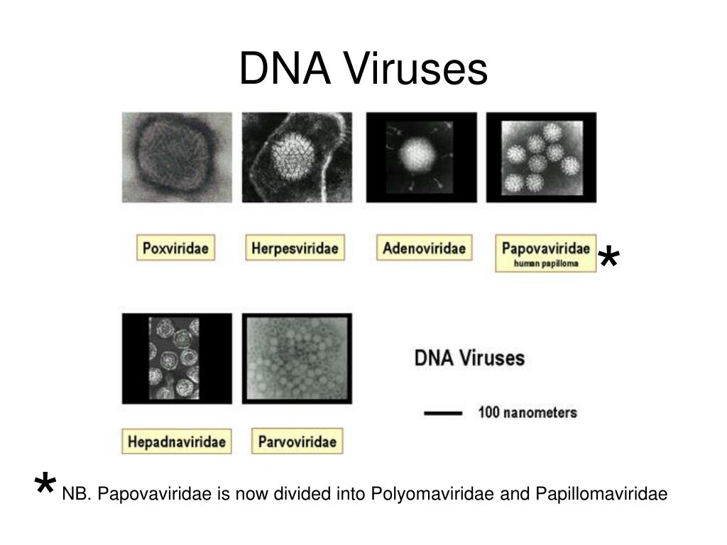 PPT - Medical Virology Lecture 31 (finally!) The DNA Viruses PowerPoint ...
