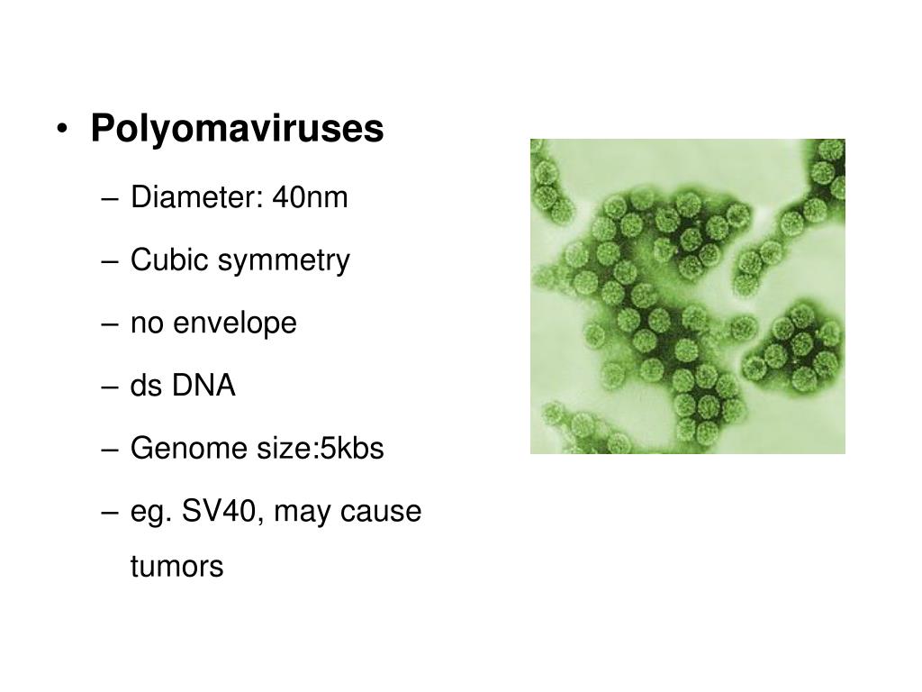 PPT - Medical Virology Lecture 31 (finally!) The DNA Viruses PowerPoint ...