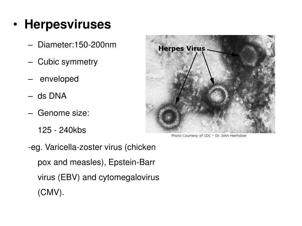PPT - Medical Virology Lecture 31 (finally!) The DNA Viruses PowerPoint ...