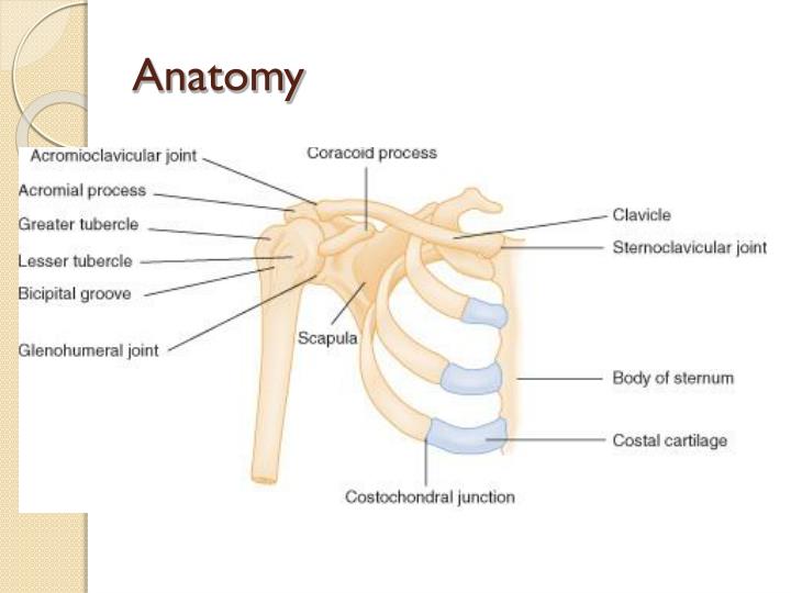 PPT - Radiography of the Shoulder PowerPoint Presentation - ID:3000947