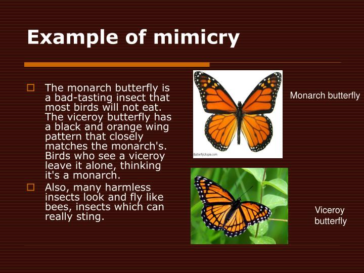 PPT - Minibeasts and Camouflage PowerPoint Presentation - ID:3000964