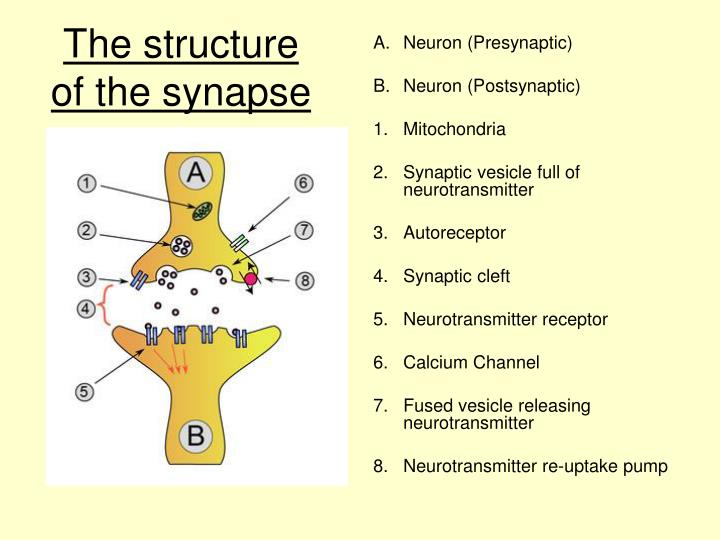 PPT - Synaptic Transmission PowerPoint Presentation - ID:3001679