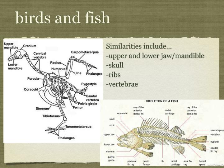 PPT - an introduction to the skeletal systems of vertebrate animals ...