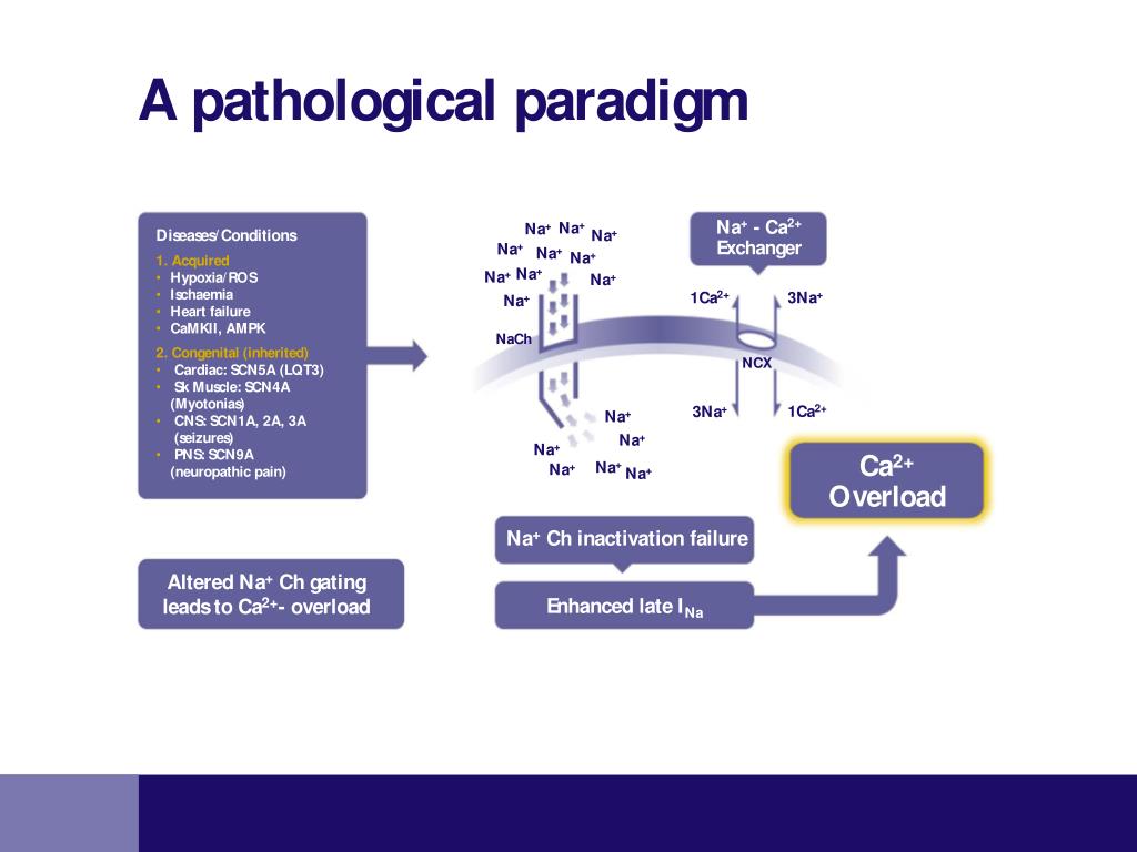 PPT - The Late Sodium Current: A Potential Therapy for Angina ...