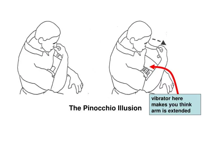 PPT - The Pinocchio Illusion PowerPoint Presentation, free download ...