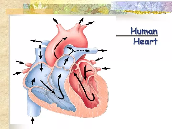 PPT - Human Heart PowerPoint Presentation, free download - ID:3002615