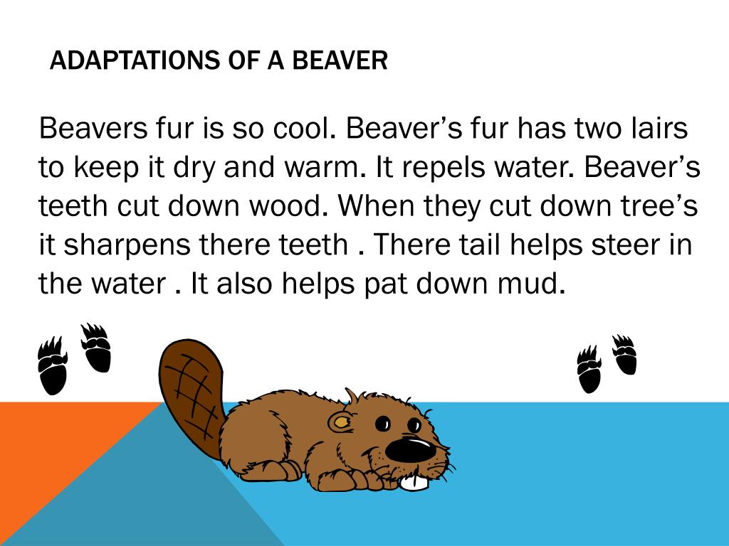 PPT - Georgia Plant and Animal Adaptations powerpoint PowerPoint ...