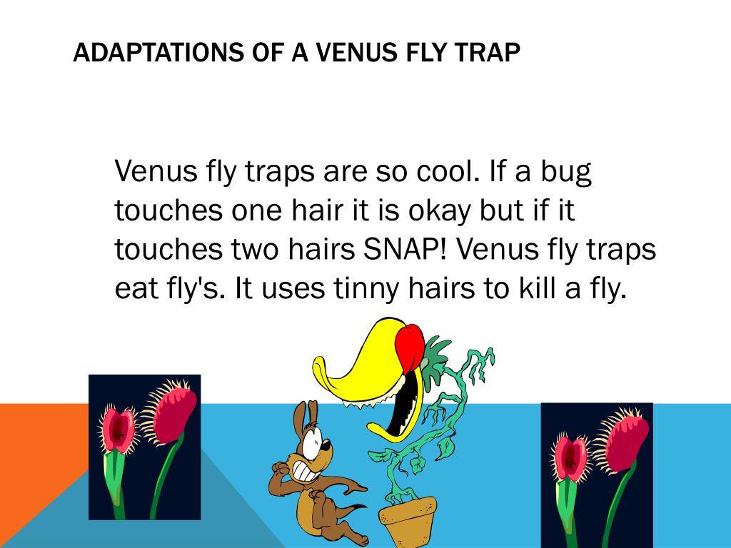 PPT - Georgia Plant and Animal Adaptations powerpoint PowerPoint ...