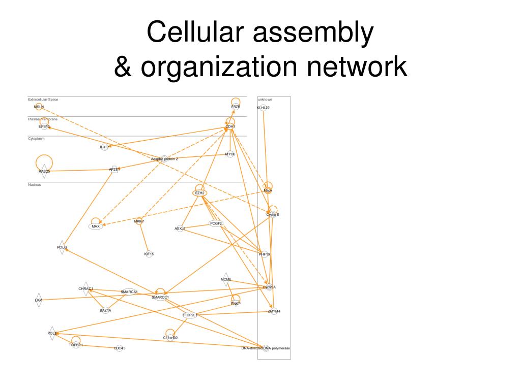 PPT - CBIO243: Principles of Cancer Systems Biology PowerPoint ...
