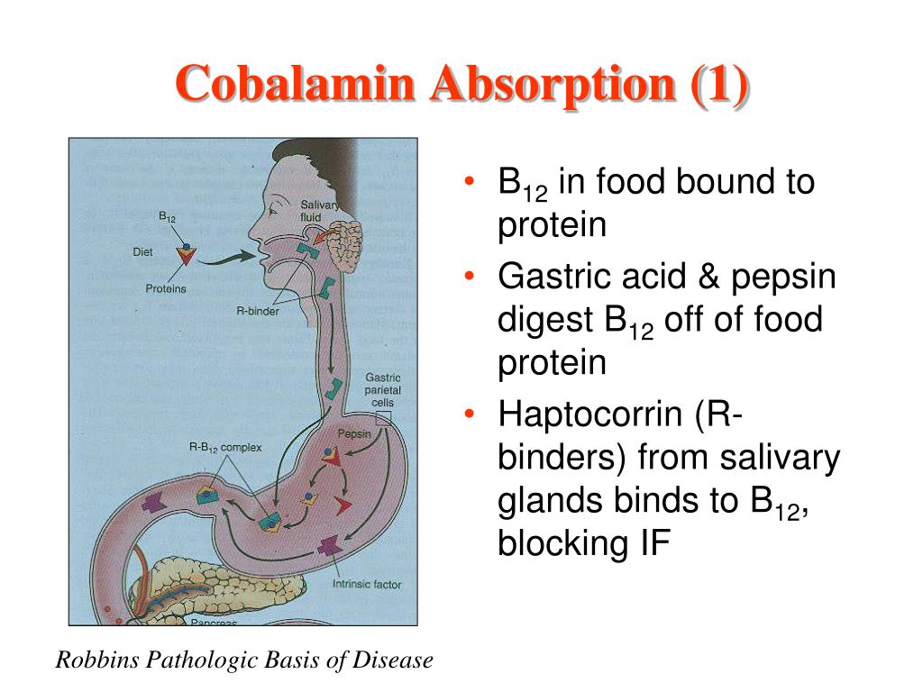 PPT - The Megaloblastic Anemias: Vitamin B 12 & Folate Deficiency ...
