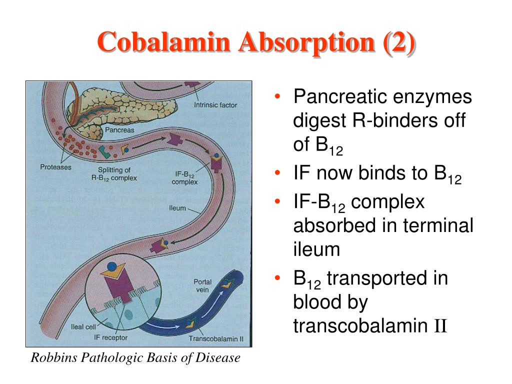 PPT - The Megaloblastic Anemias: Vitamin B 12 & Folate Deficiency ...