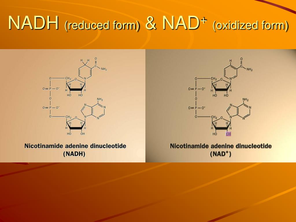 PPT - HL Chemistry - Option B : Human Biochemistry PowerPoint ...