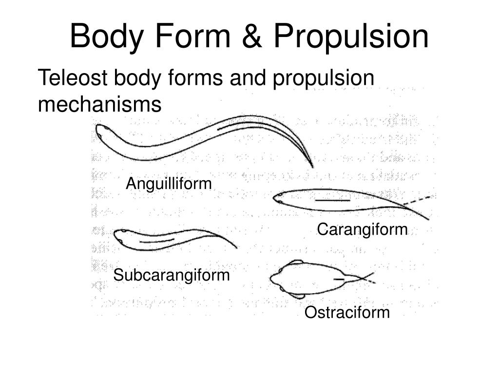 PPT - Natural History of Sharks, Skates, and Rays Locomotion MARE 380 ...