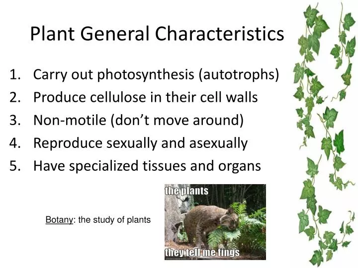 PPT - Plant General Characteristics PowerPoint Presentation, free ...
